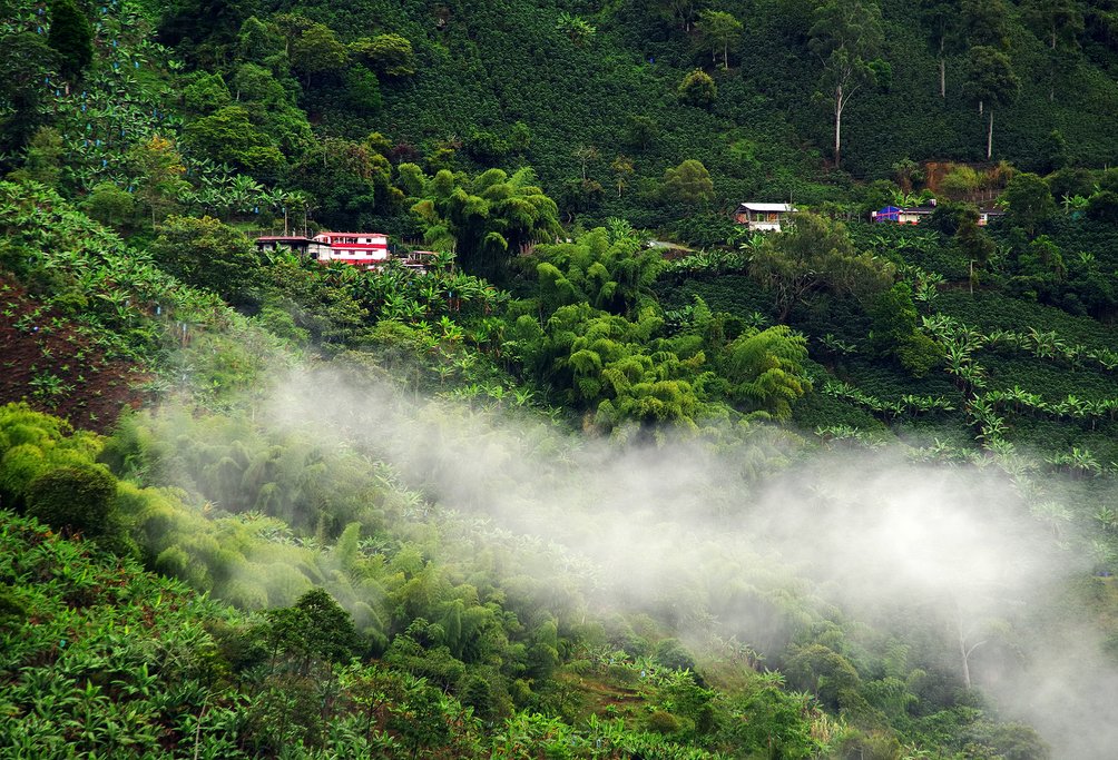 Cómo llegar a la región cafetera de Colombia: mejores rutas y consejos ...